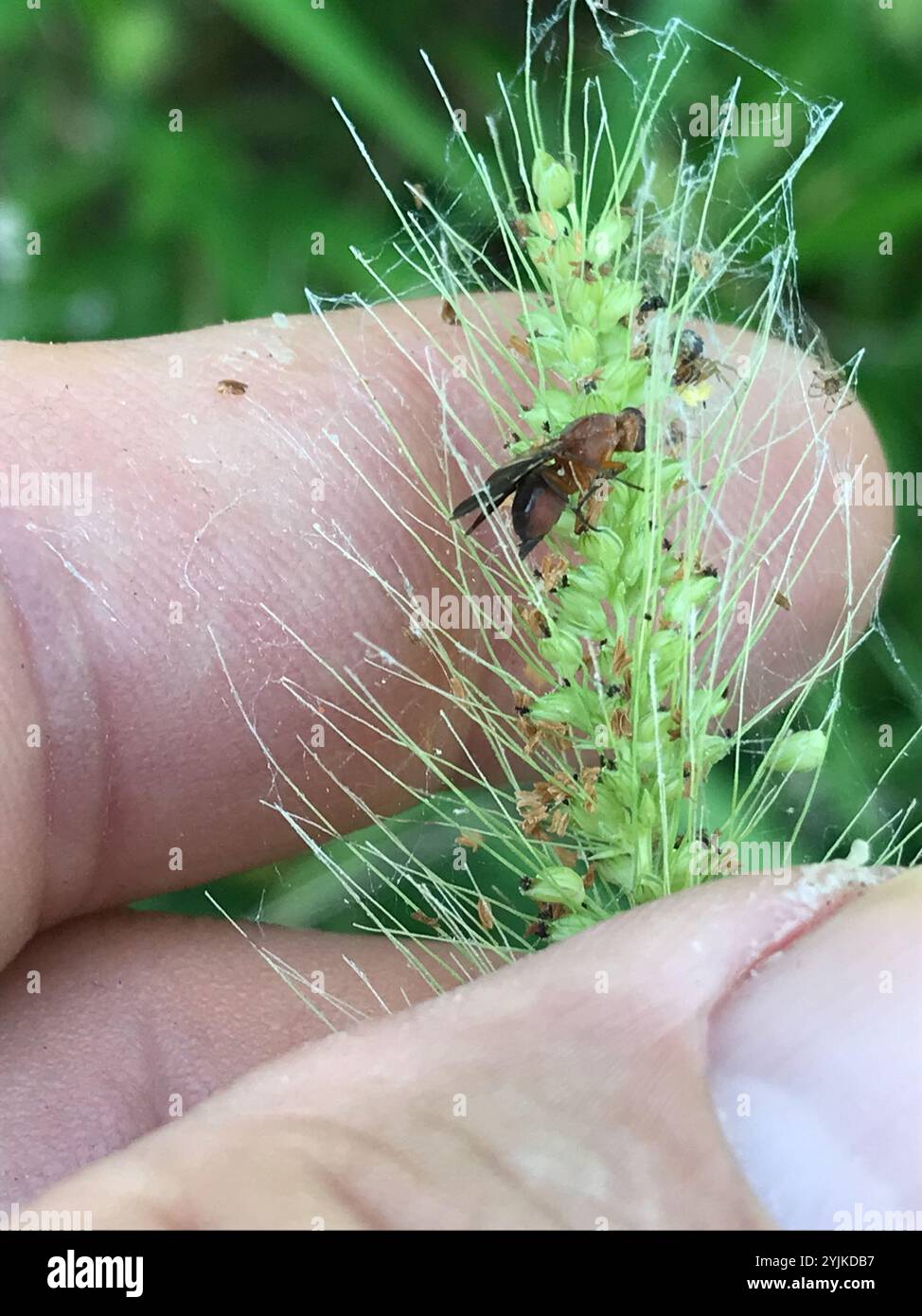 Common Picture-winged Fly (Delphinia picta Stock Photo - Alamy
