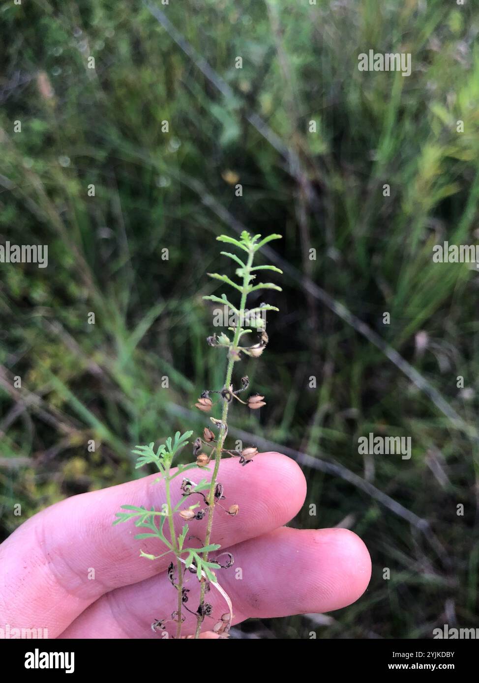 Obi-Wan conobea (Leucospora multifida Stock Photo - Alamy