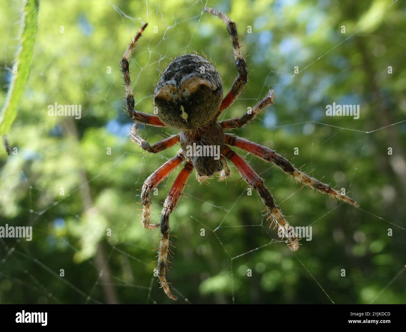 Saevus hi-res stock photography and images - Alamy
