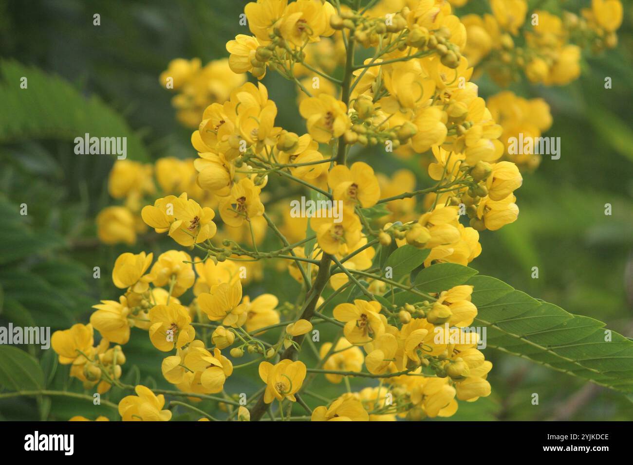 whitebark senna (Senna spectabilis Stock Photo - Alamy