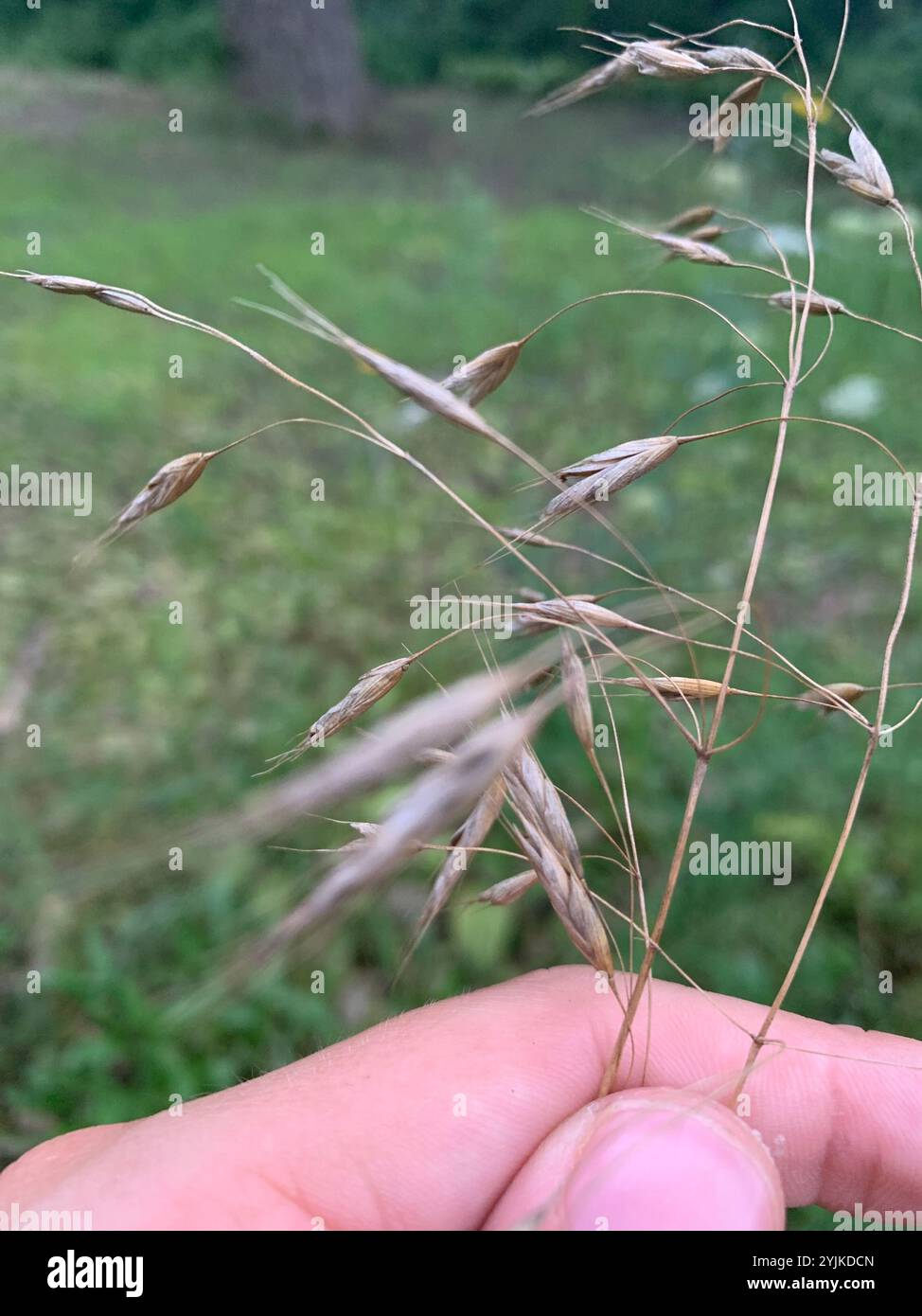 Japanese brome (Bromus japonicus Stock Photo - Alamy