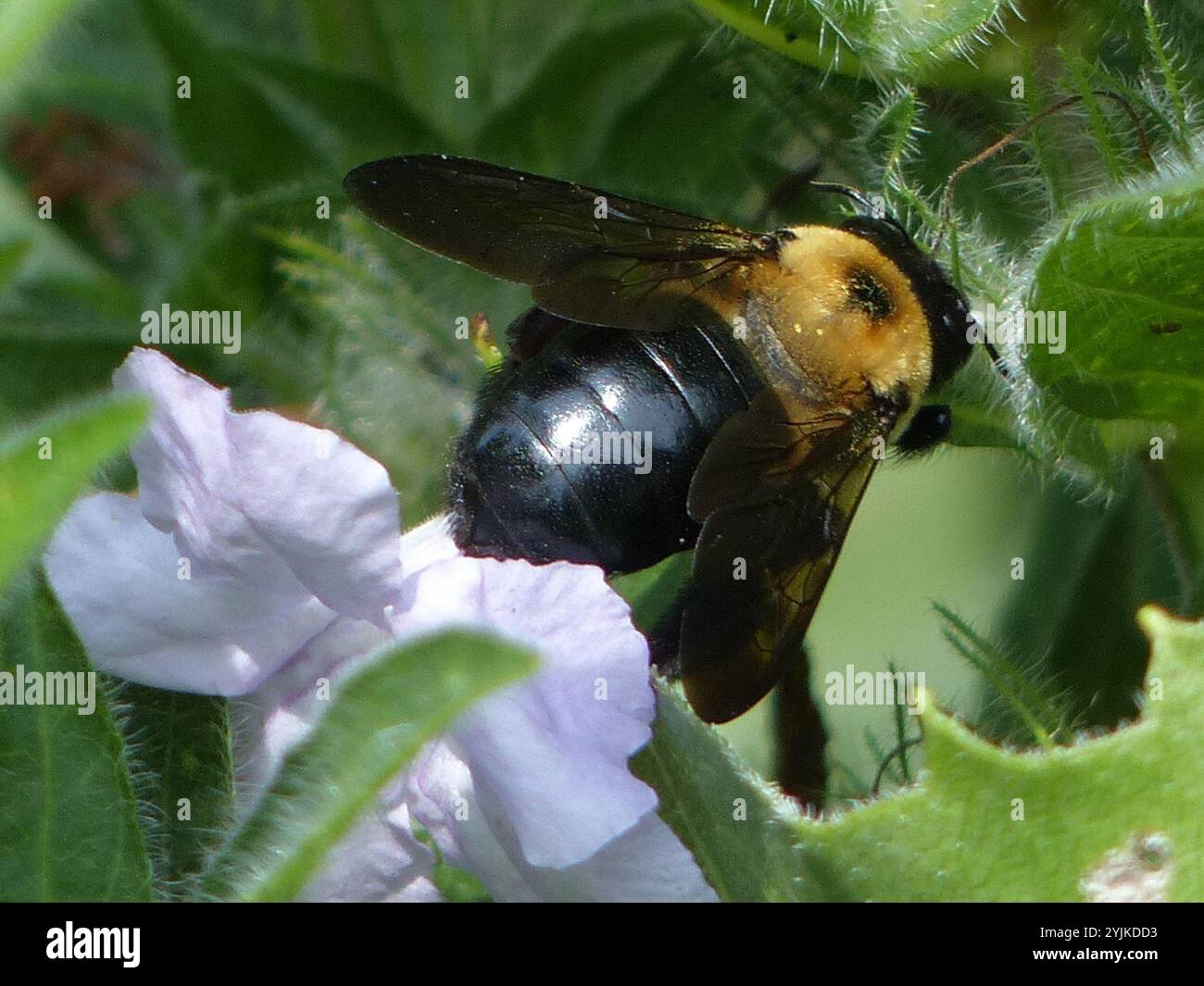 Eastern Carpenter Bee (Xylocopa virginica Stock Photo - Alamy