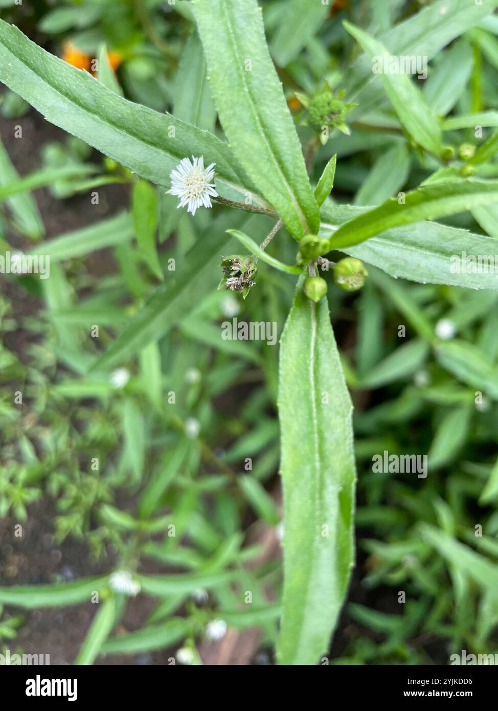 false daisy (Eclipta prostrata Stock Photo - Alamy