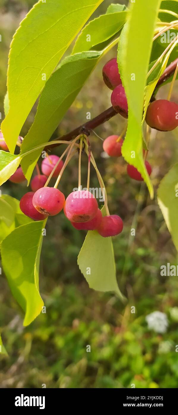 Siberian crabapple (Malus baccata Stock Photo - Alamy