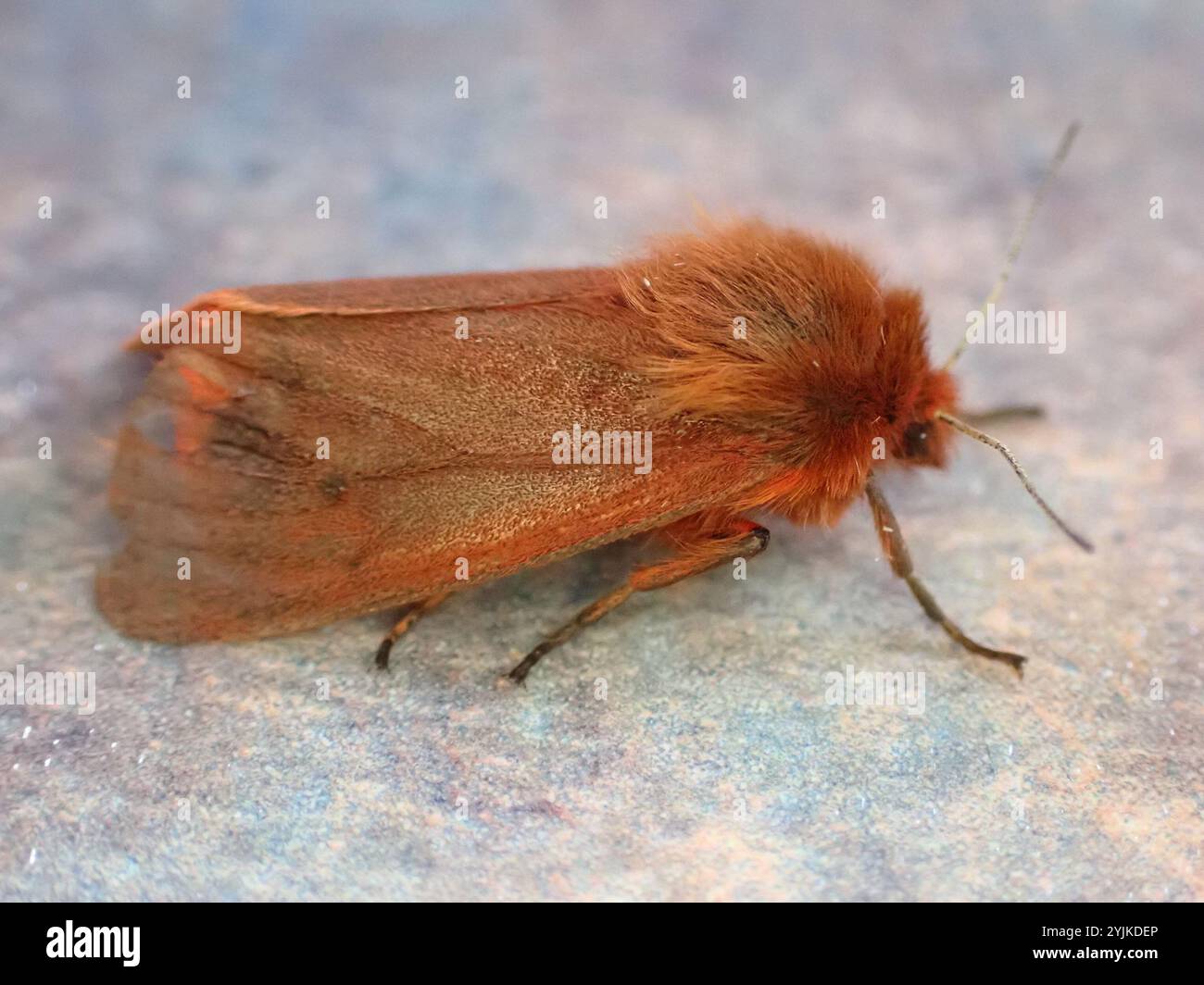 Ruby Tiger Moth (Phragmatobia fuliginosa Stock Photo - Alamy