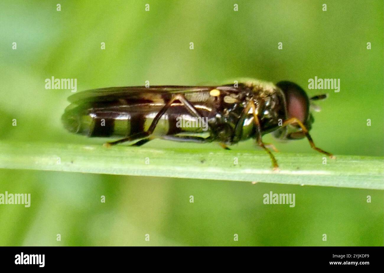 Pyrophaena rosarum hi-res stock photography and images - Alamy