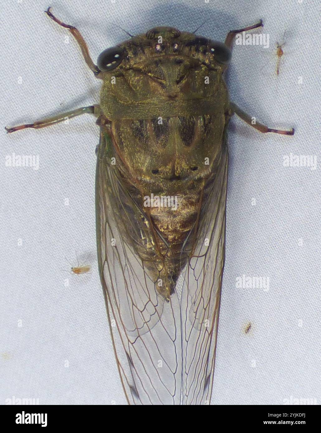 Eastern Scissors Grinder Cicada (Neotibicen winnemanna Stock Photo - Alamy