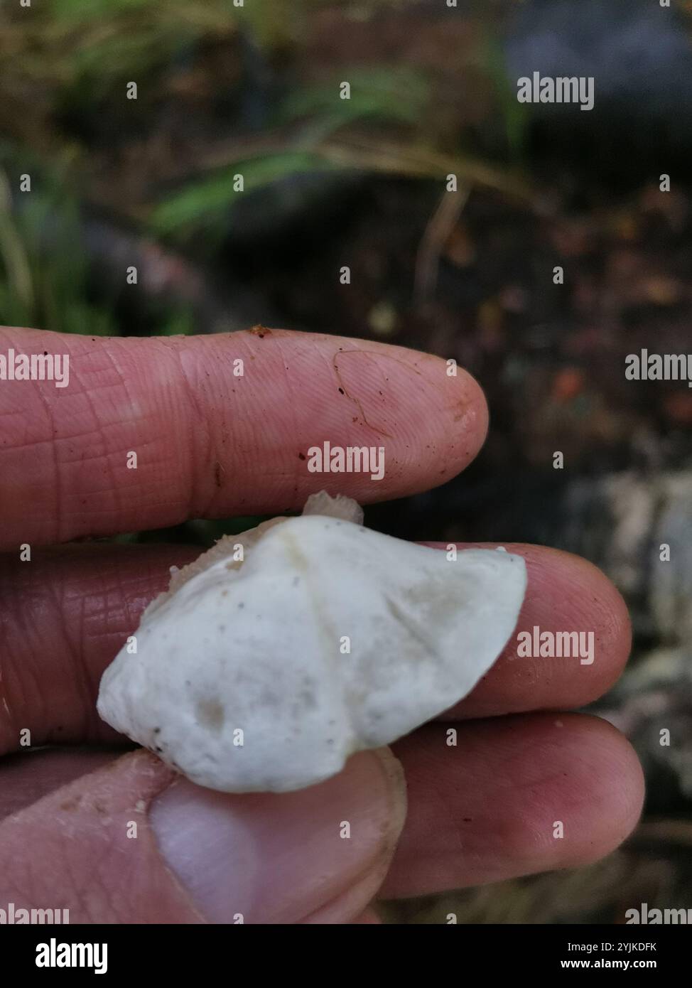Fragrant Funnel (Clitocybe fragrans Stock Photo - Alamy