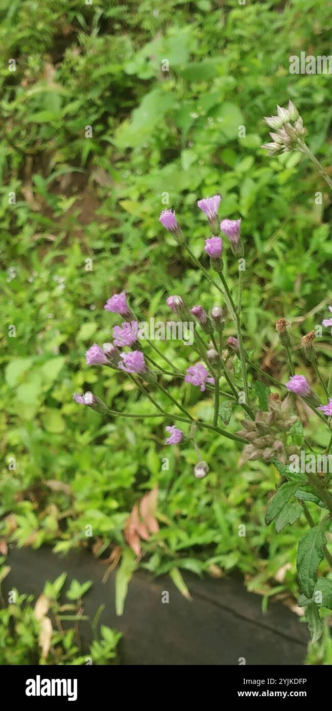 Cyanthillium cinereum hi-res stock photography and images - Alamy