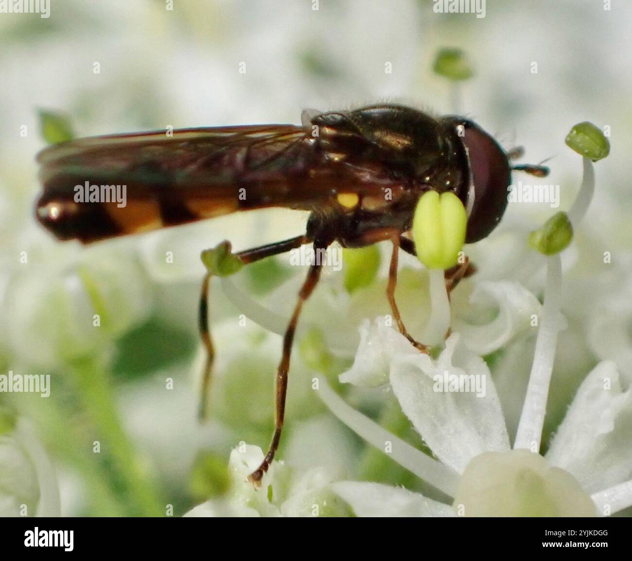 Variable Duskyface Fly (Melanostoma mellinum Stock Photo - Alamy
