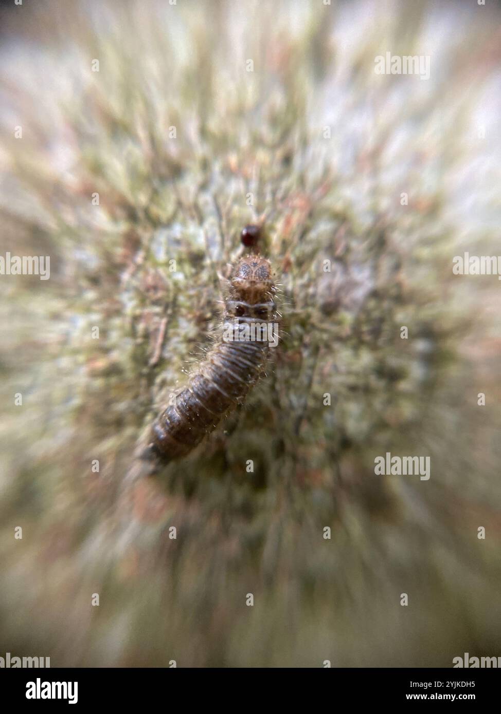 Rough-haired Lagria Beetle (Lagria hirta Stock Photo - Alamy