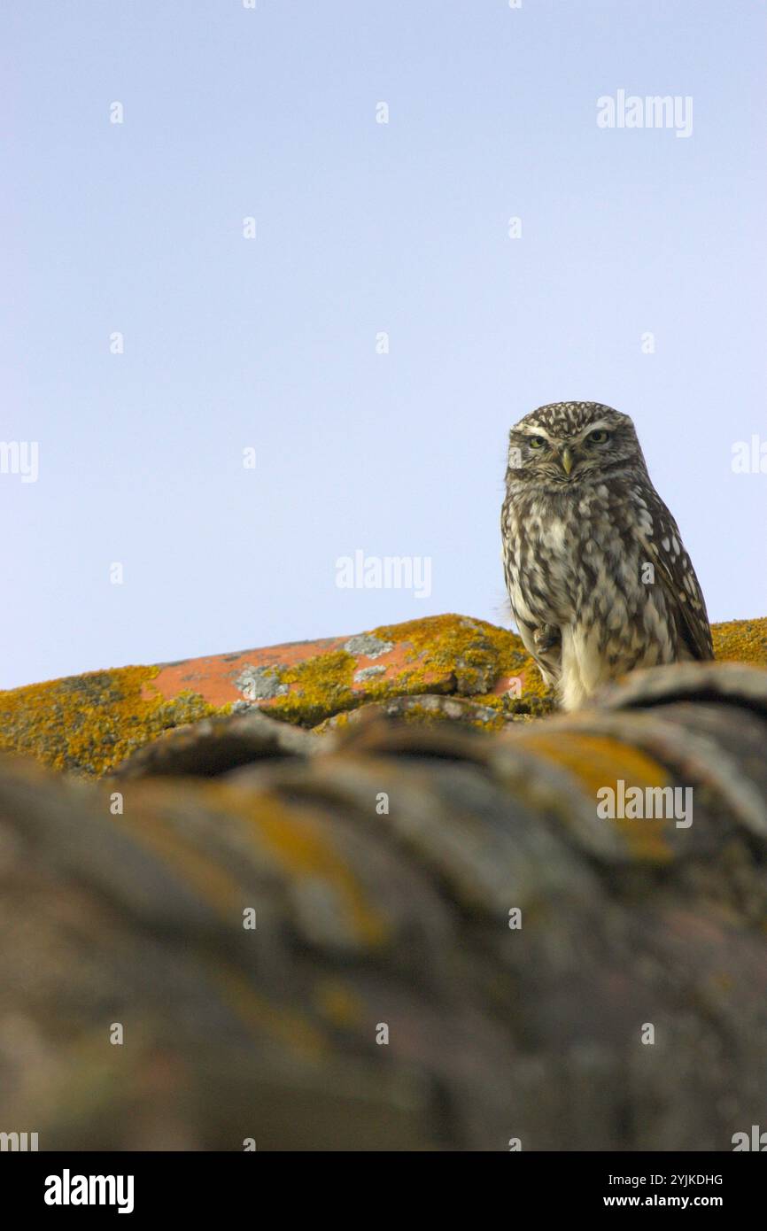 Little owl Athene noctua on ruined building near Castro Verde Alentejo ...