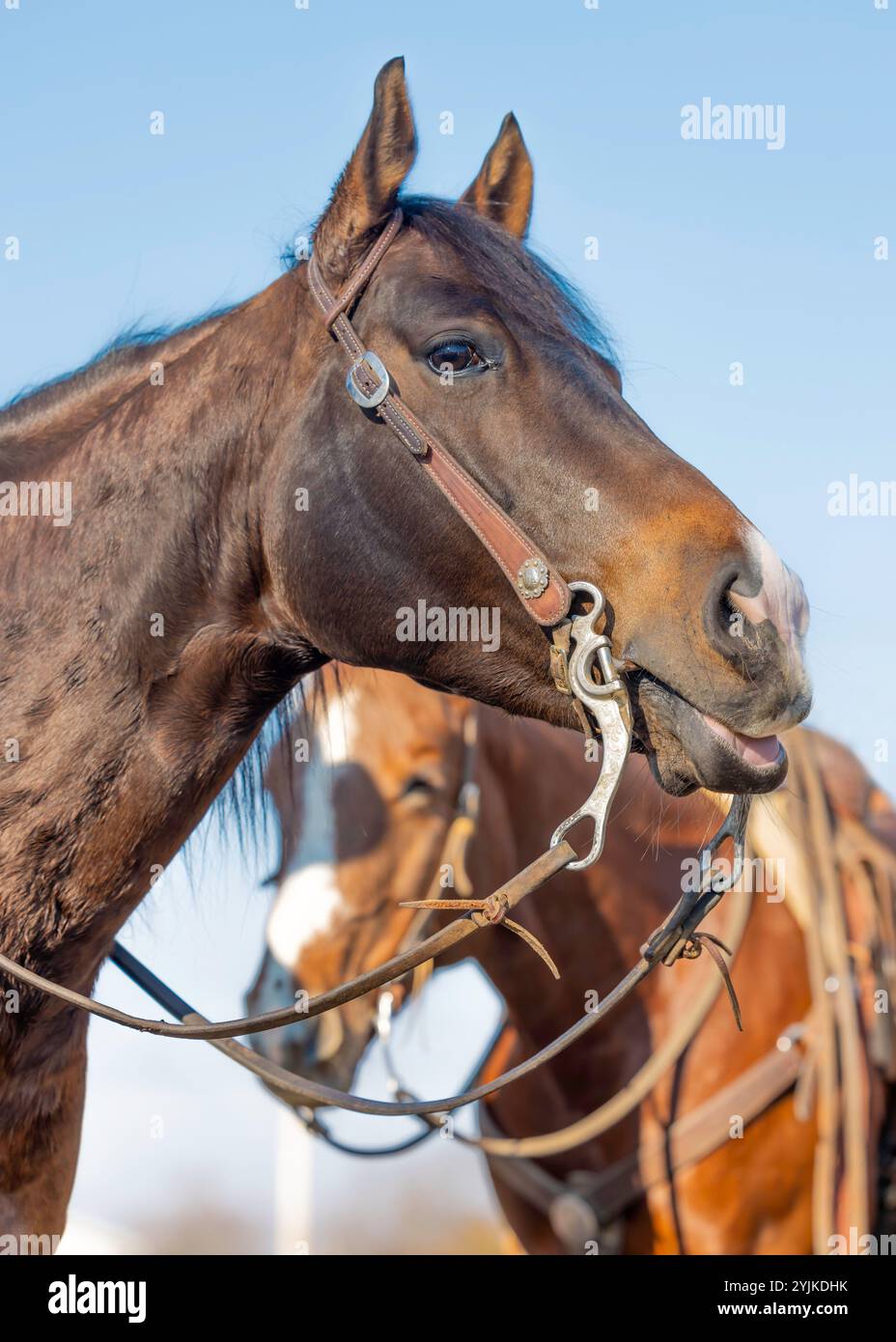 Cutting horses hi-res stock photography and images - Alamy