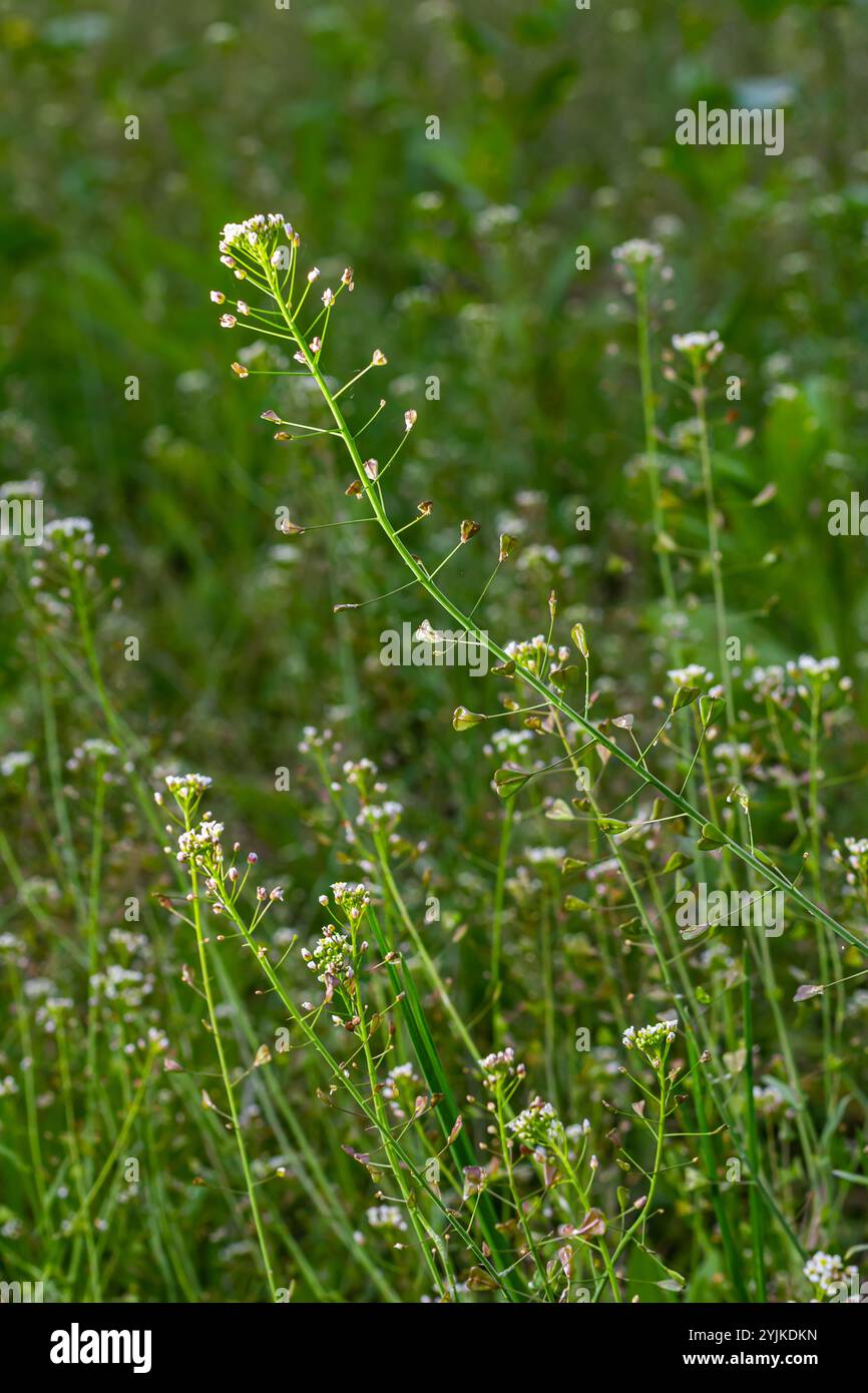 Capsella bursa-pastoris, known as shepherd's bag. Widespread and common ...