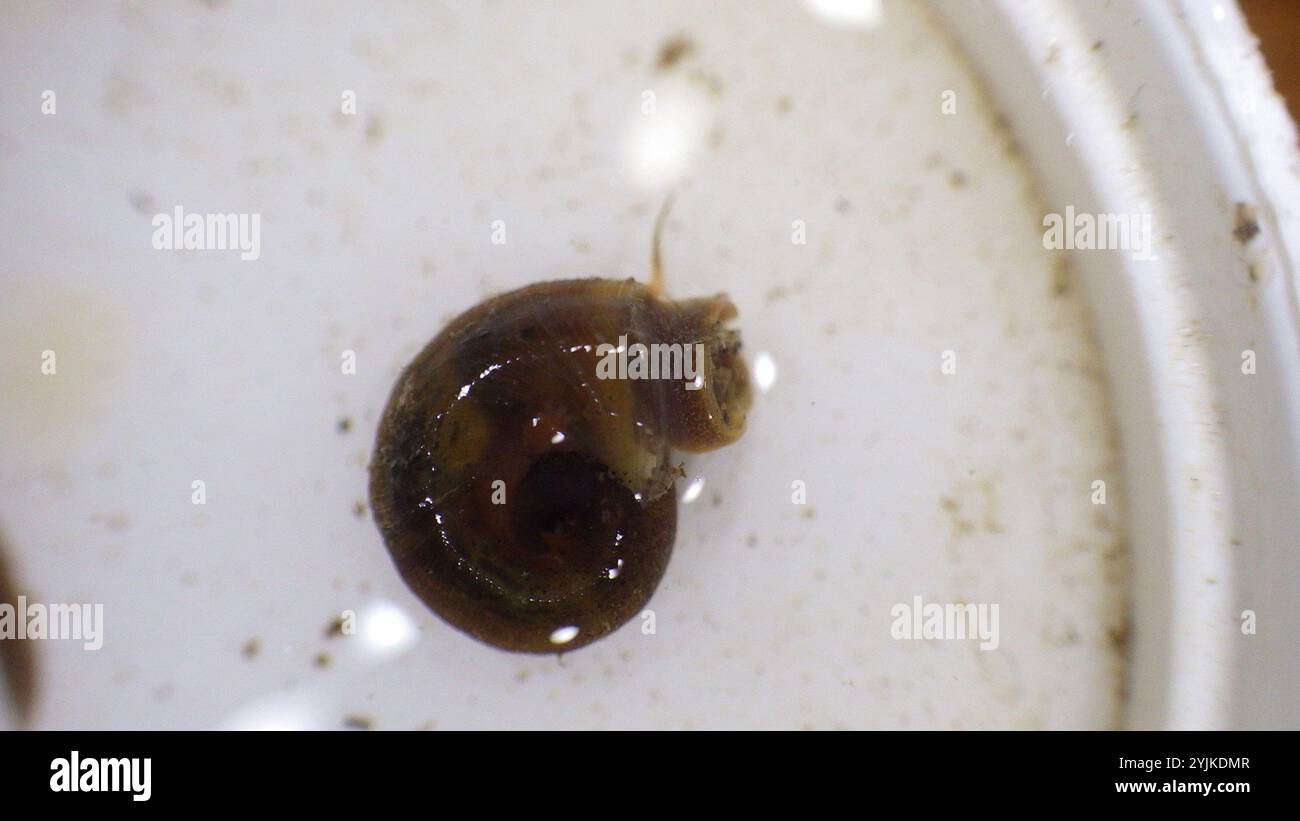 Ramshorn snails (Planorbidae Stock Photo - Alamy