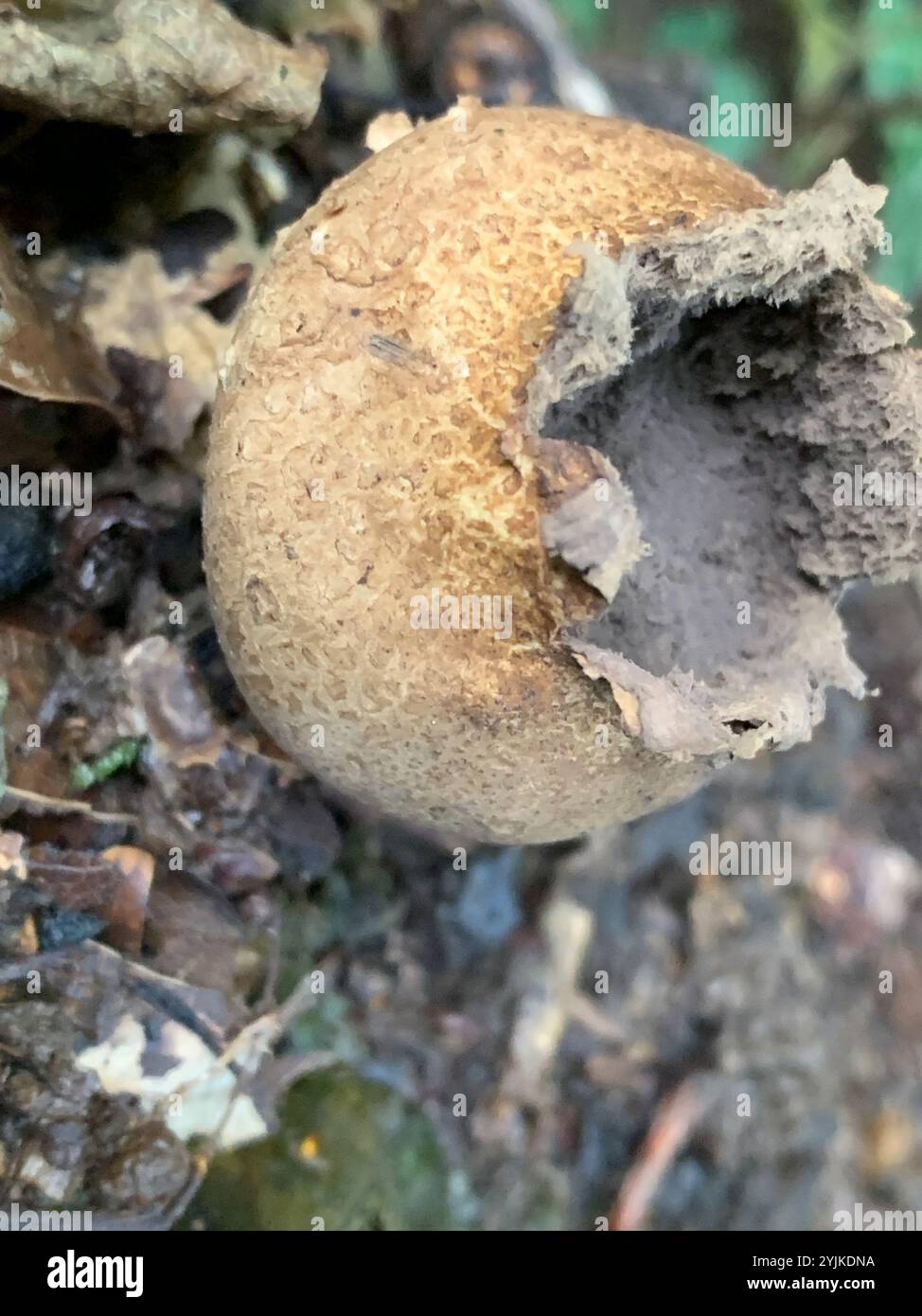 common earthball (Scleroderma citrinum Stock Photo - Alamy