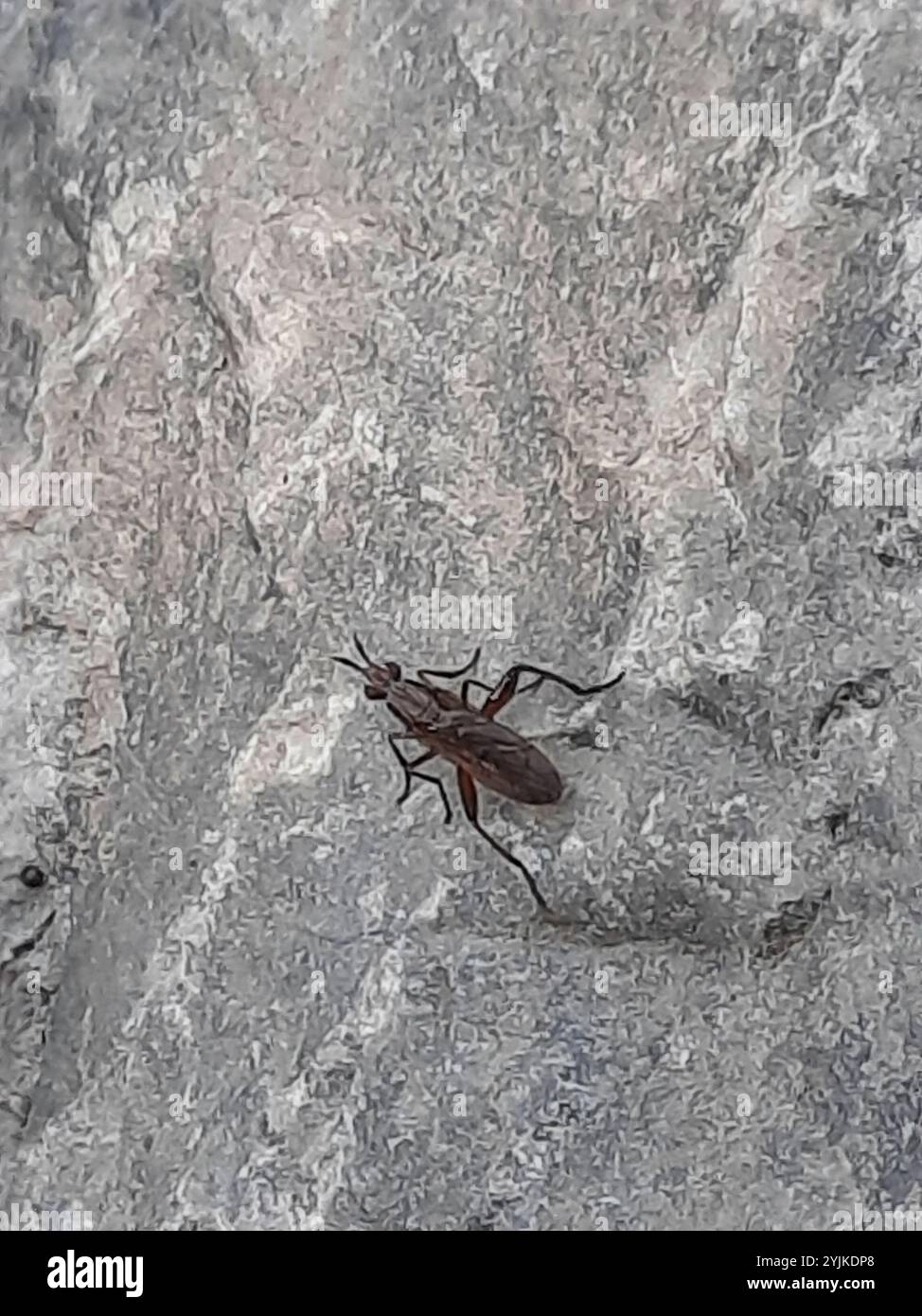 Sepedon hi-res stock photography and images - Alamy