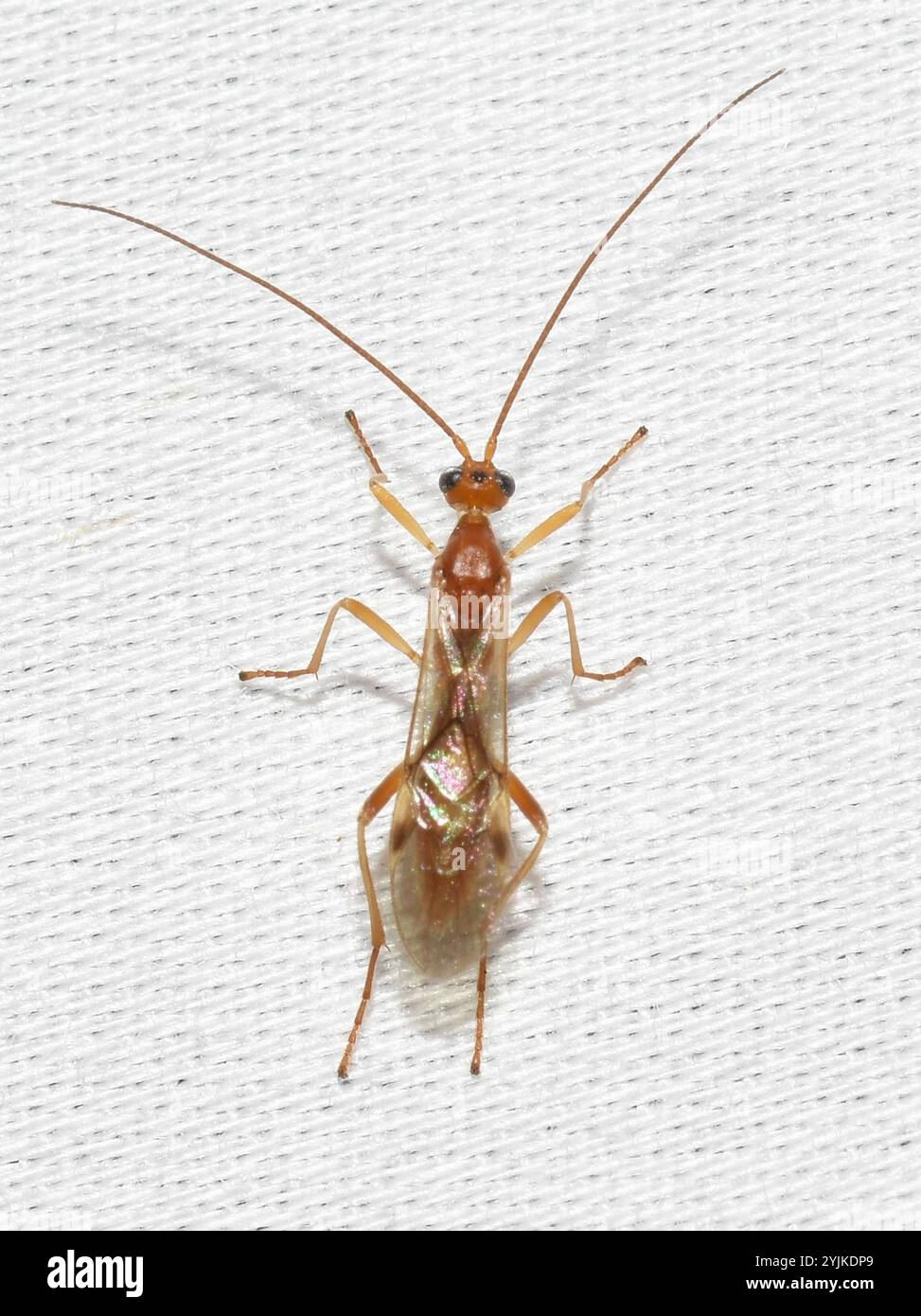 Meteorus hi-res stock photography and images - Alamy