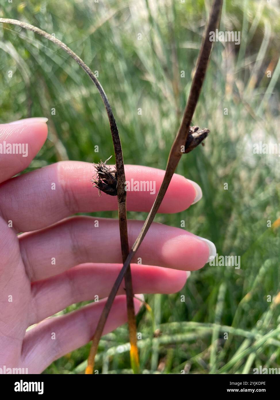 grasses, sedges, cattails, and allies (Poales Stock Photo - Alamy