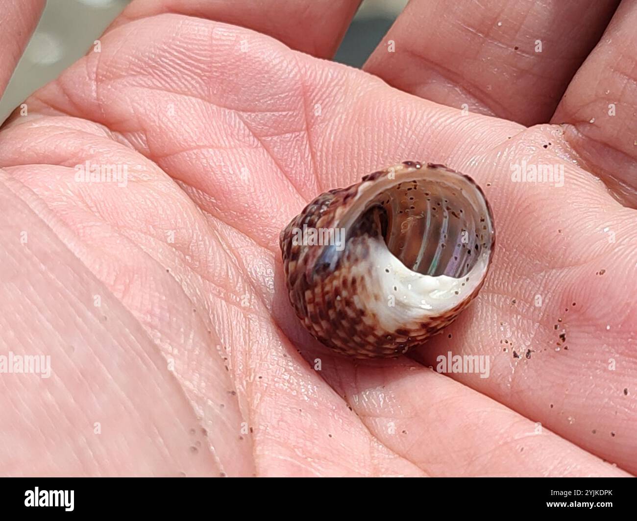 Monodonta labio hi-res stock photography and images - Alamy