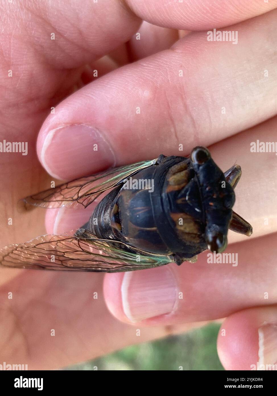 Neotibicen lyricen hi-res stock photography and images - Alamy