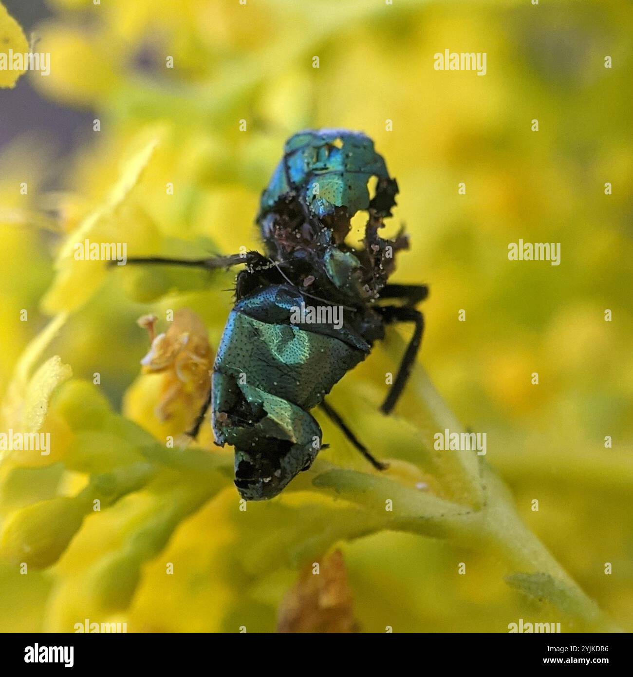 Entomophthora hi-res stock photography and images - Alamy