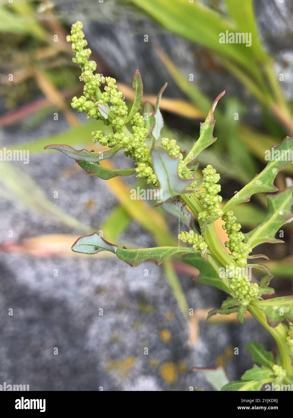 oak-leaved goosefoot (Oxybasis glauca Stock Photo - Alamy