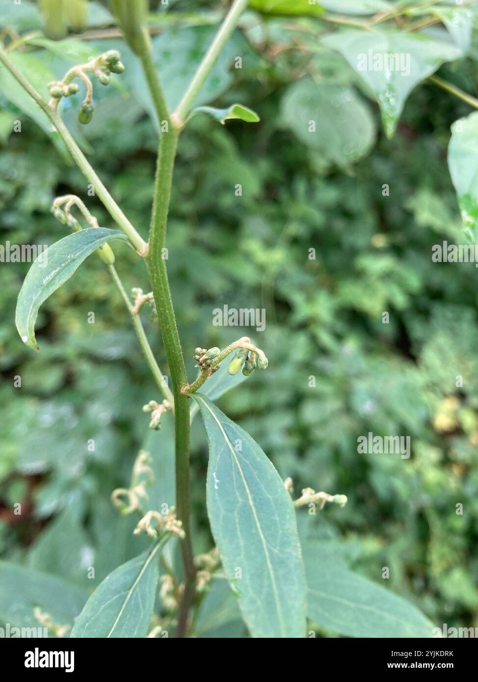 tall rattlesnake root (Nabalus altissimus Stock Photo - Alamy