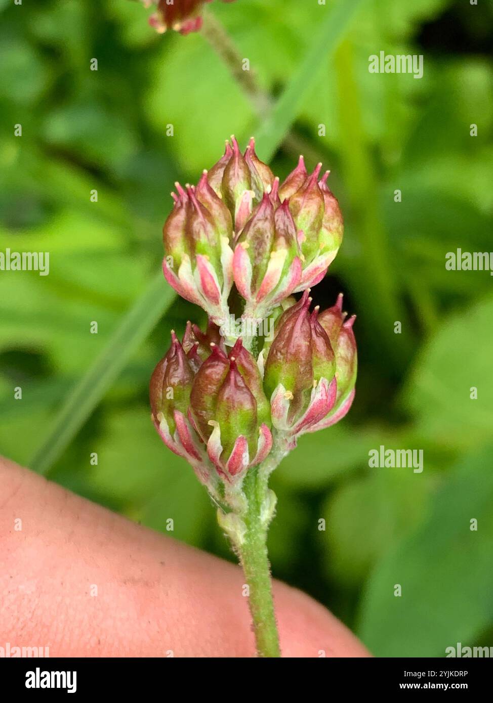 Sticky False Asphodel (Triantha glutinosa Stock Photo - Alamy