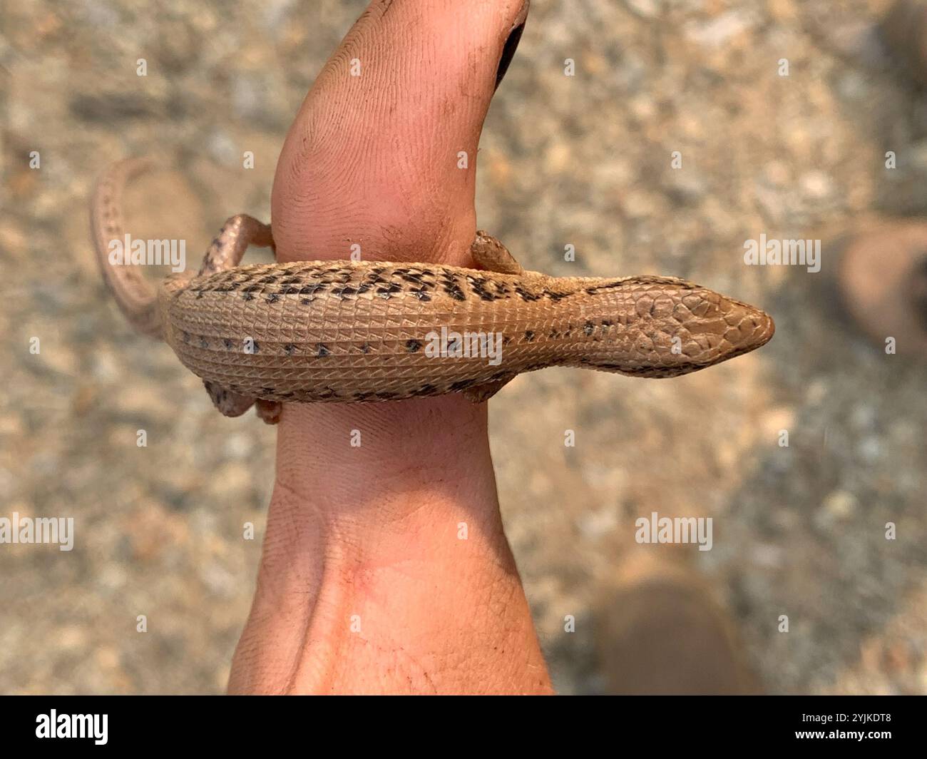 Northern Alligator Lizard (Elgaria coerulea Stock Photo - Alamy