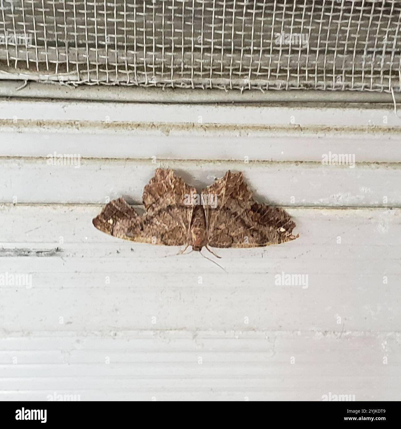 Unipunctata hi-res stock photography and images - Alamy
