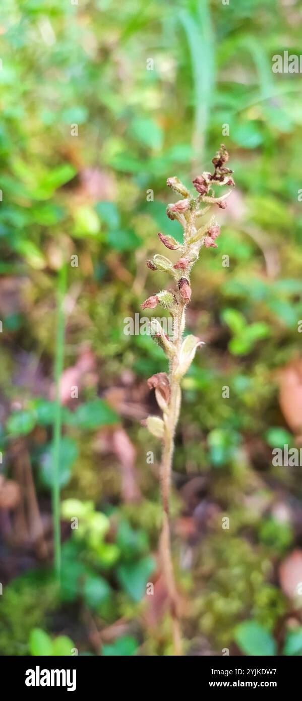 lesser rattlesnake plantain (Goodyera repens Stock Photo - Alamy