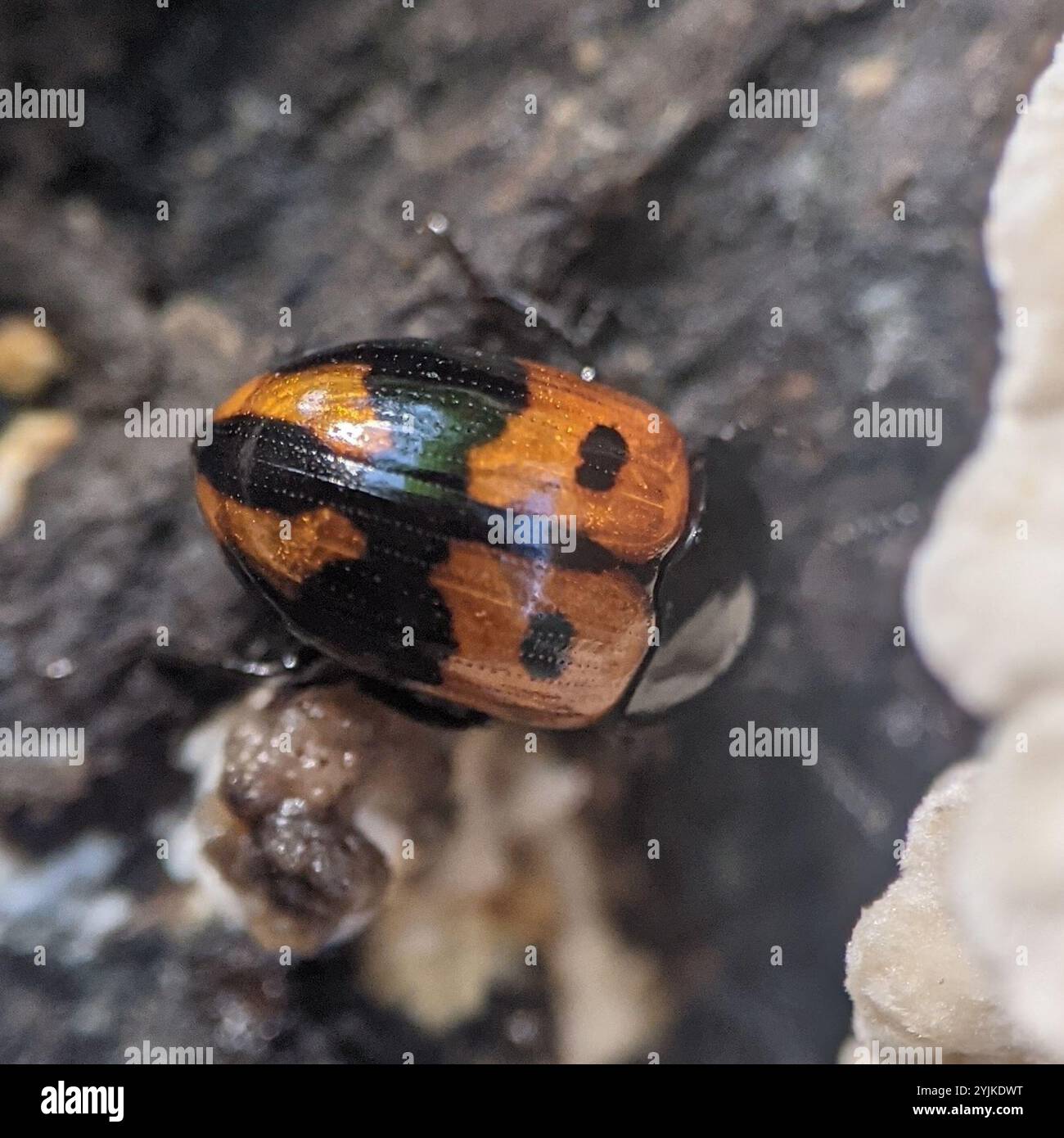 Two-spotted Diaperis (Diaperis maculata Stock Photo - Alamy