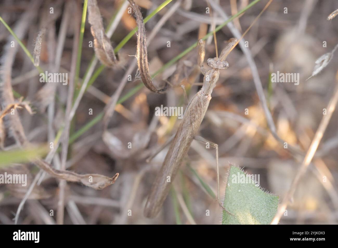 Grey Mantis (Ameles decolor Stock Photo - Alamy