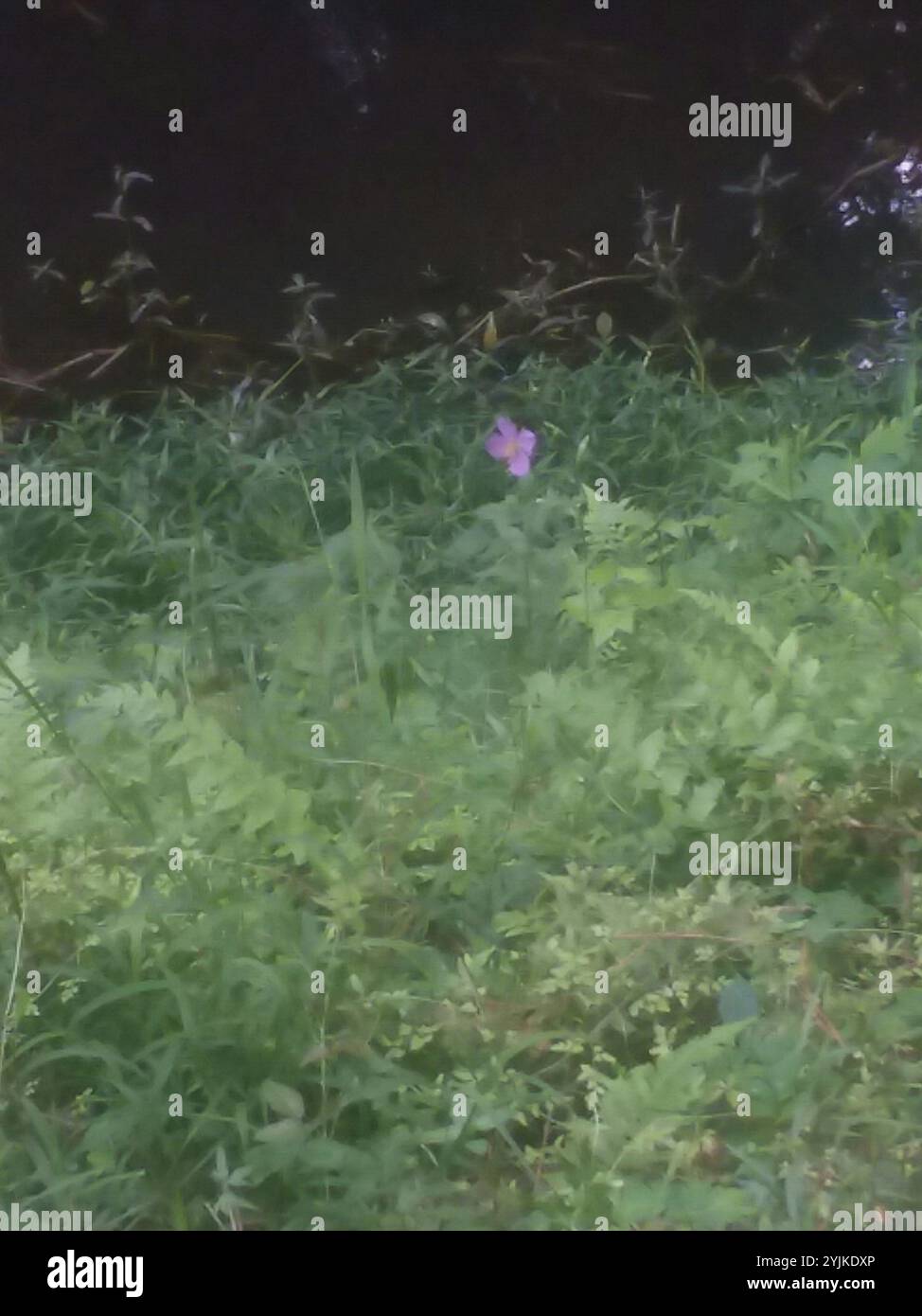 Virginia meadowbeauty (Rhexia virginica Stock Photo - Alamy