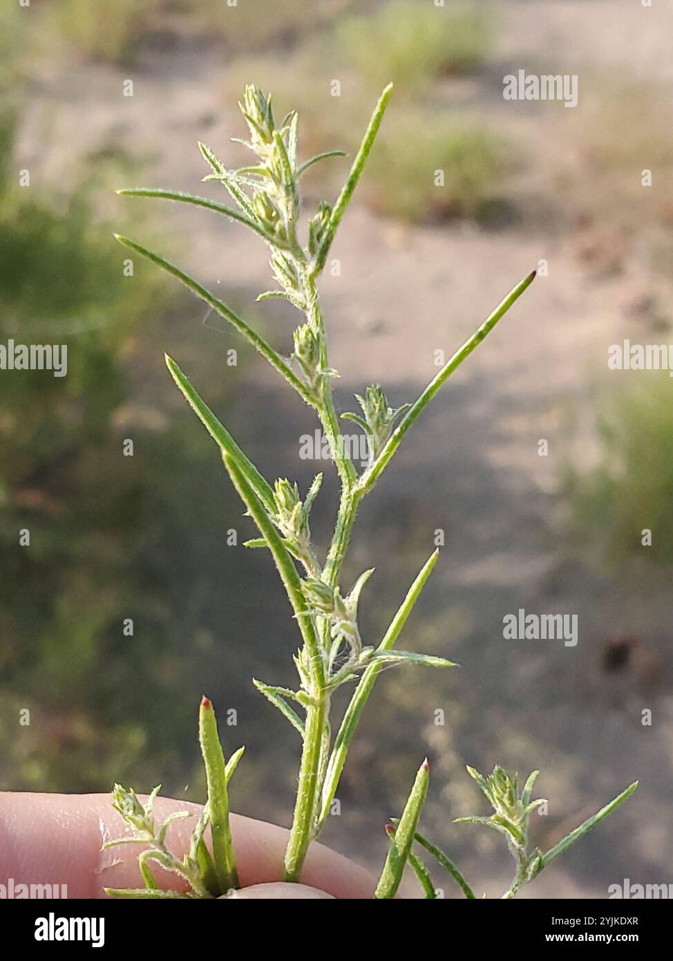 Corispermum hi-res stock photography and images - Alamy