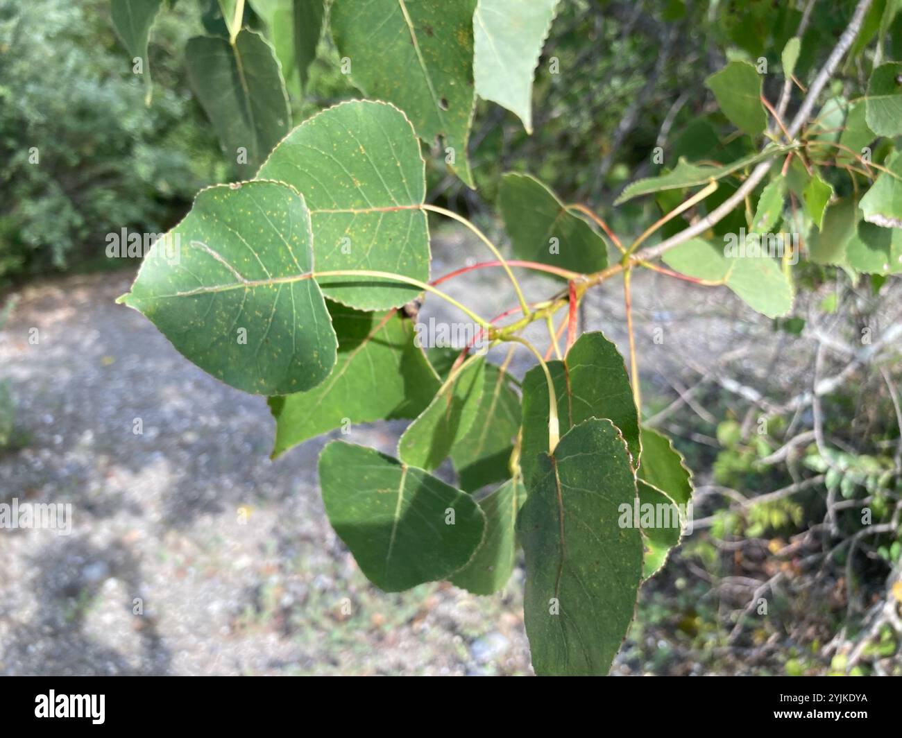 Eastern Cottonwood (Populus deltoides Stock Photo - Alamy