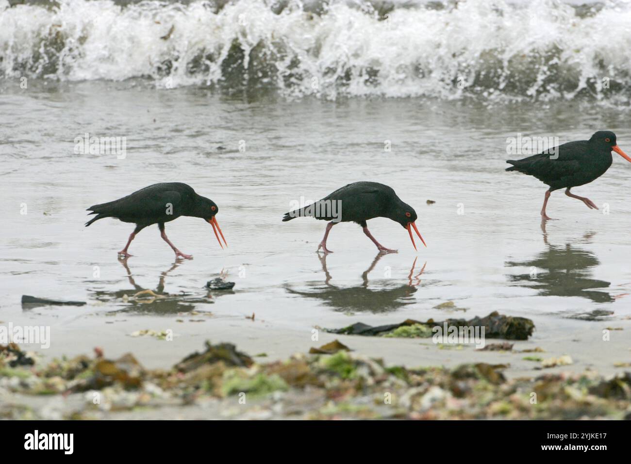 Variable oystercatcher Haematopus unicolor black phase birds displaying ...