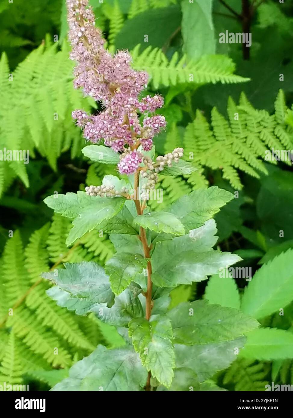 Steeplebush (Spiraea tomentosa Stock Photo - Alamy