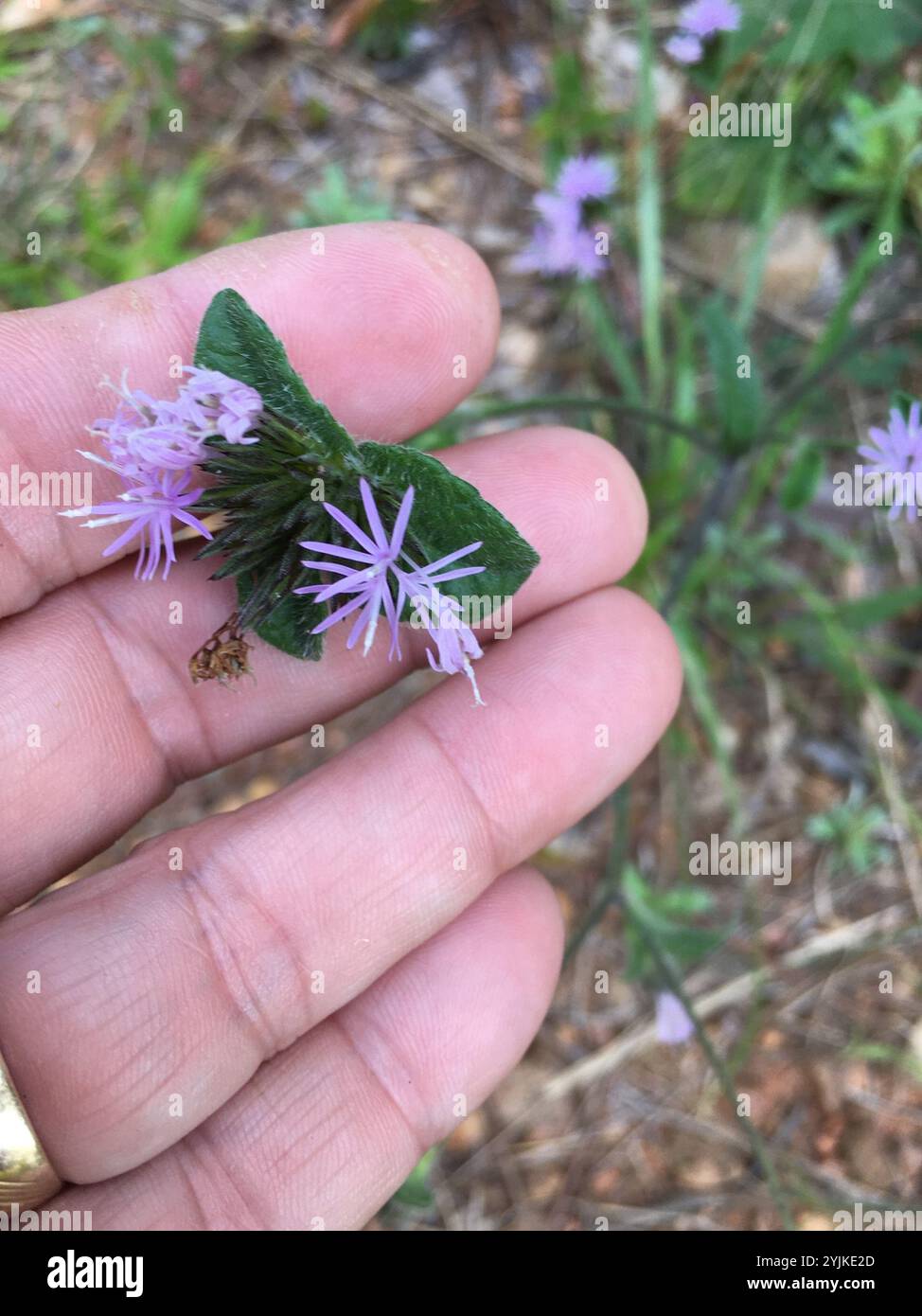 common elephant's-foot (Elephantopus tomentosus Stock Photo - Alamy