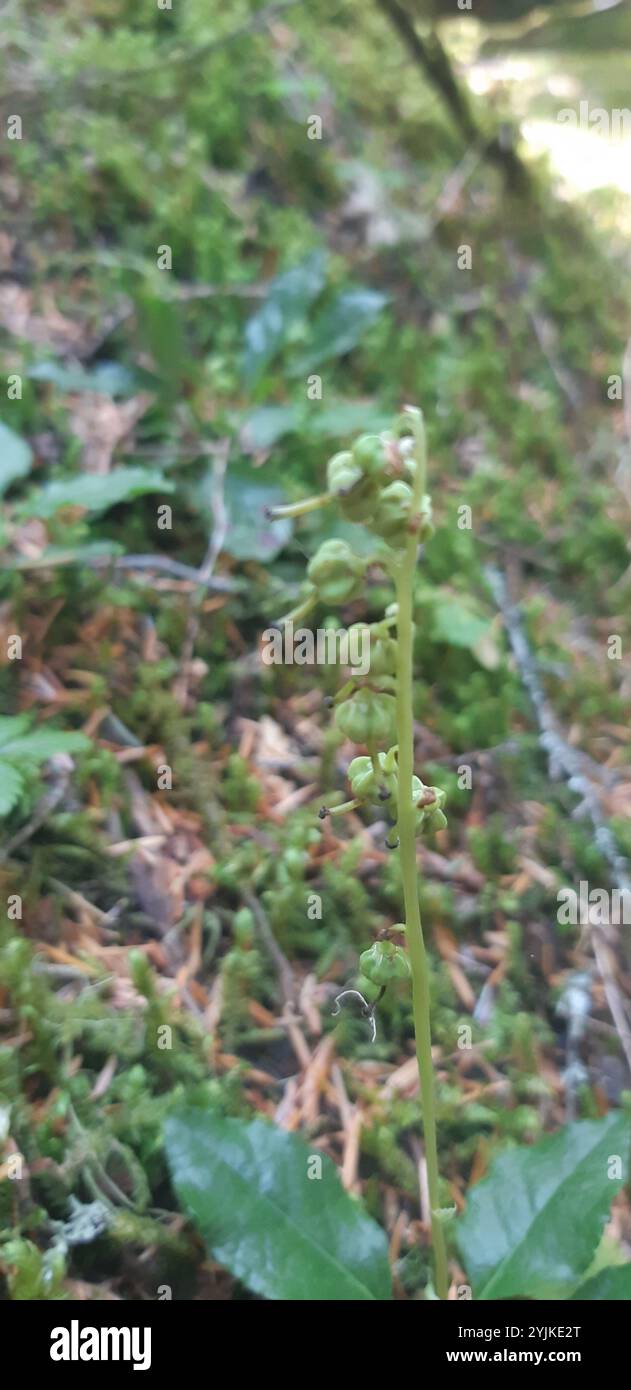 one-sided wintergreen (Orthilia secunda Stock Photo - Alamy