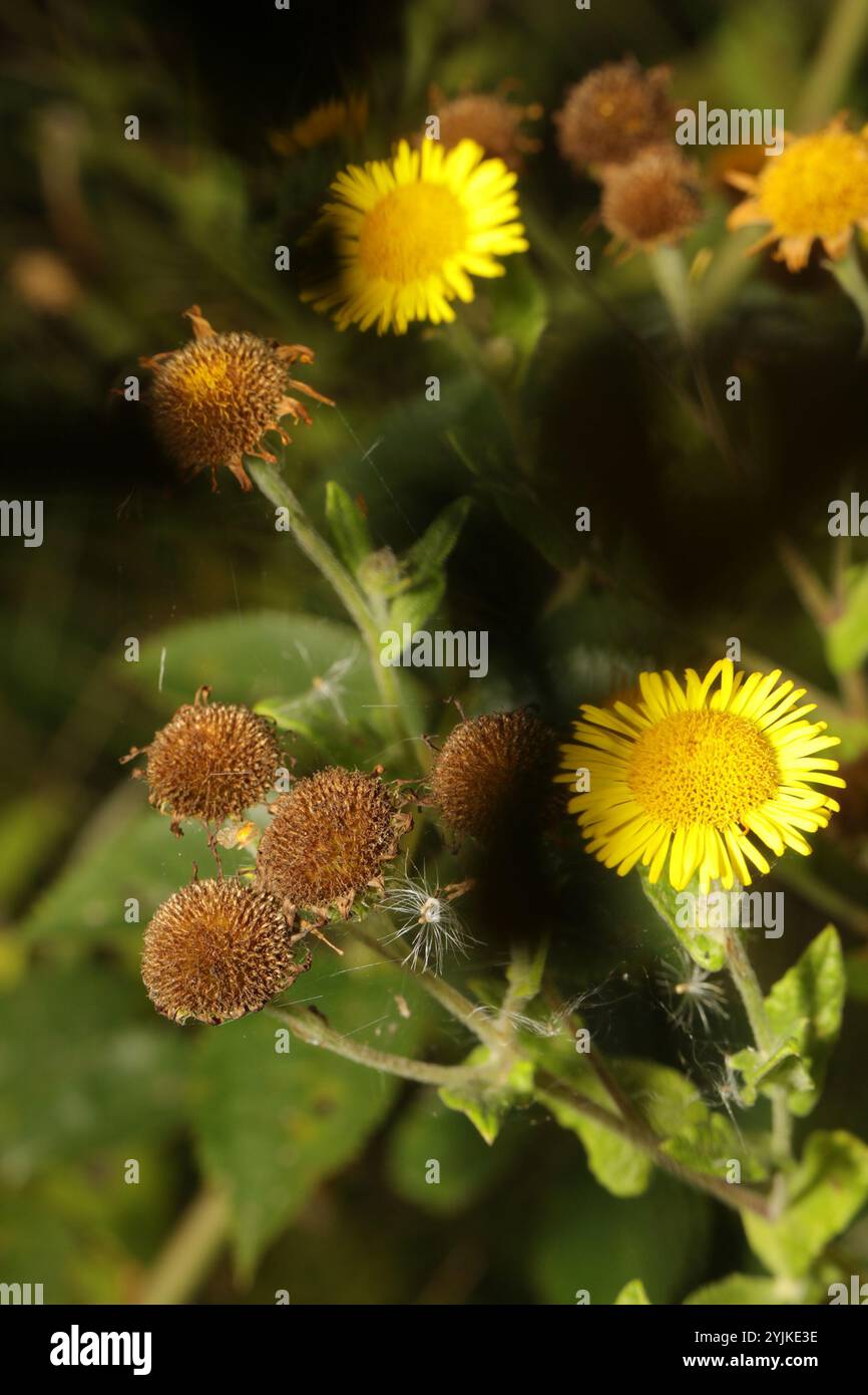 Common Fleabane (Pulicaria dysenterica Stock Photo - Alamy