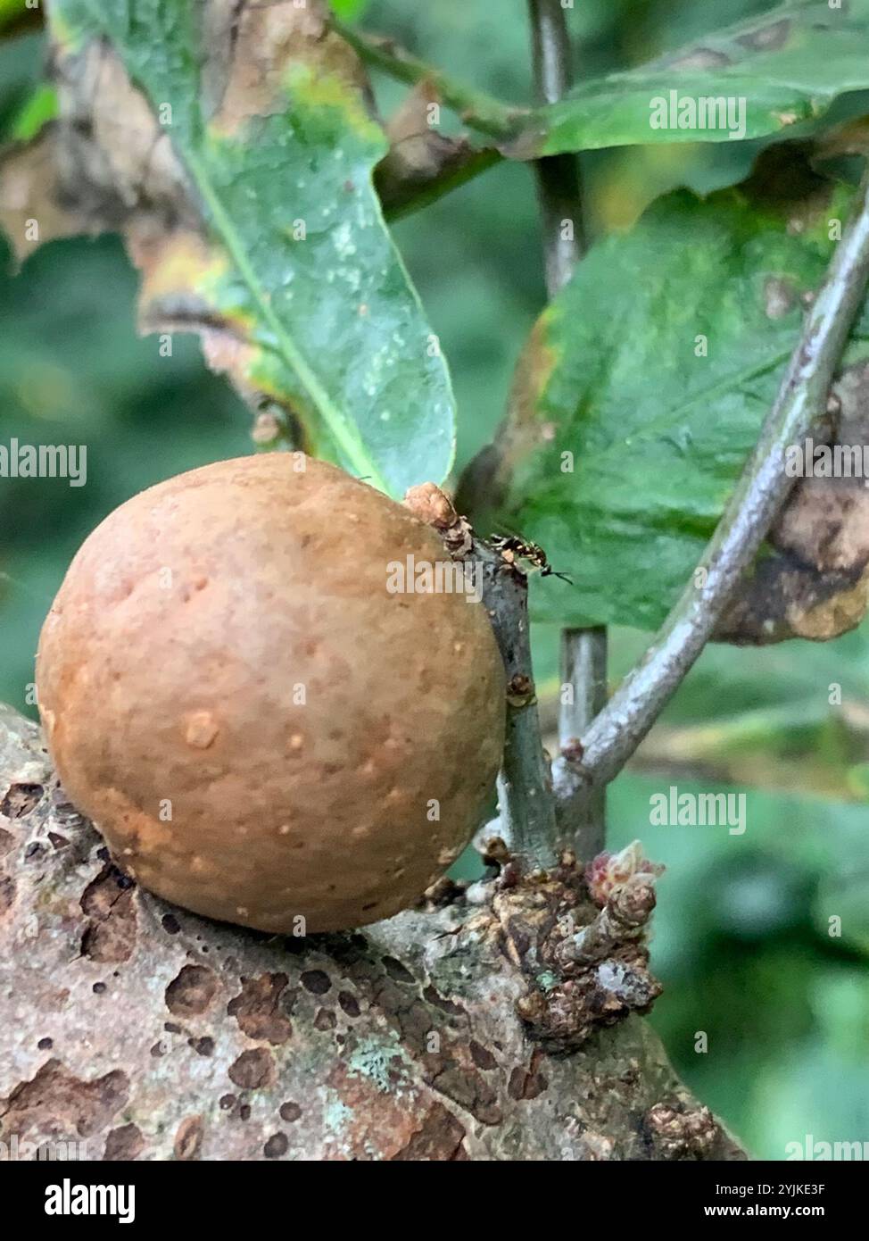 Oak Marble Gall Wasp (Andricus kollari Stock Photo - Alamy
