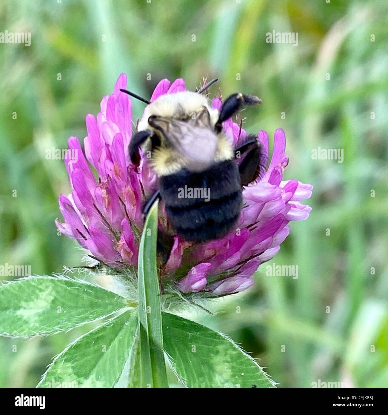 Common Eastern Bumble Bee (Bombus impatiens Stock Photo - Alamy