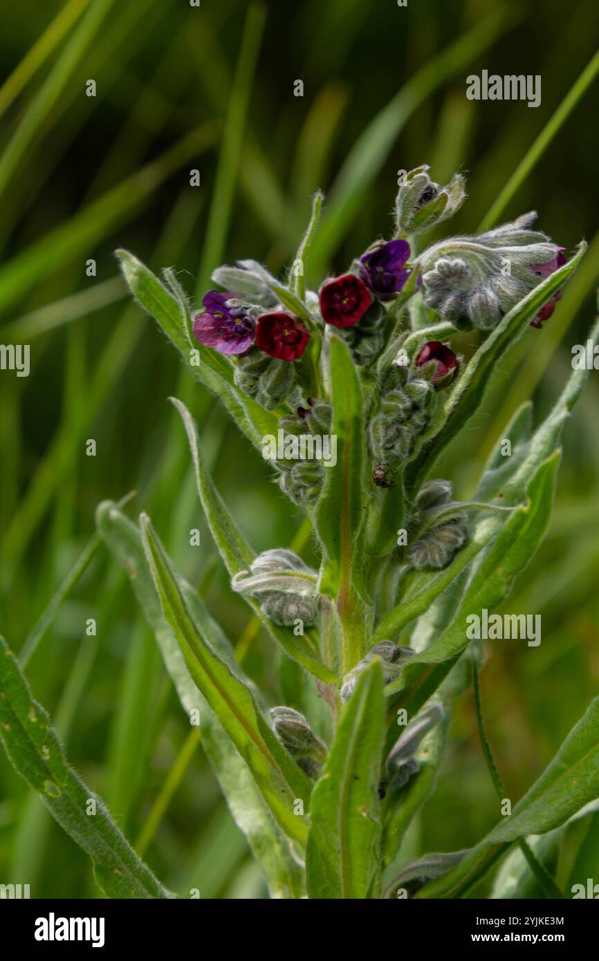 In the wild, Cynoglossum officinale blooms among grasses. A close-up of ...