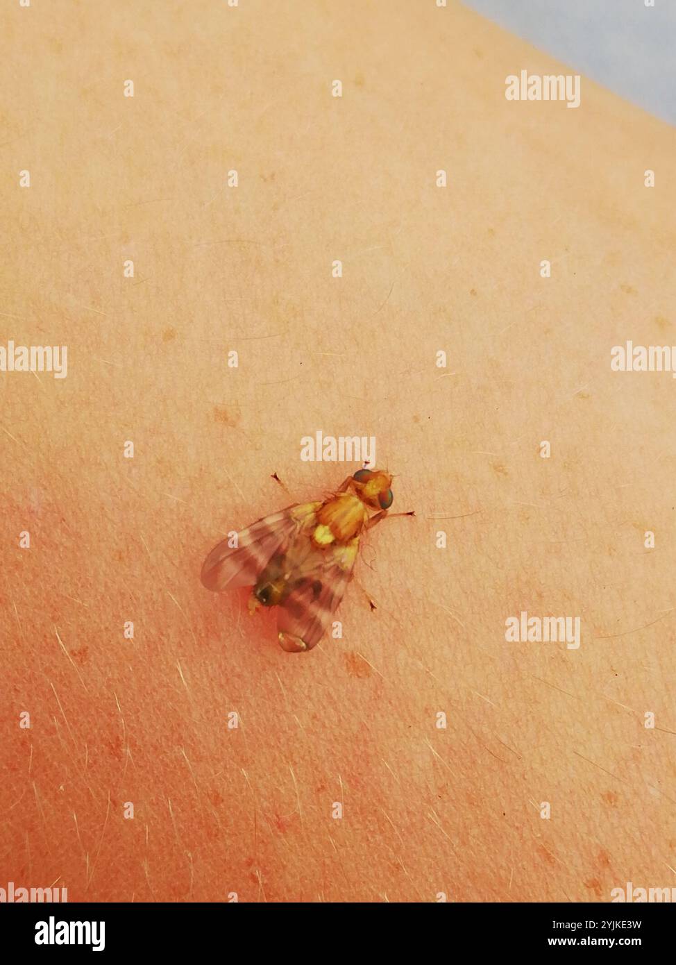 Walnut husk fly hi-res stock photography and images - Alamy