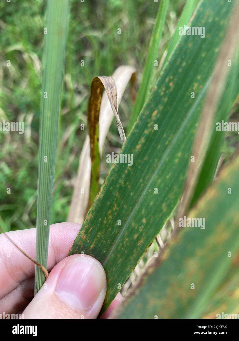 guinea grass (Megathyrsus maximus Stock Photo - Alamy