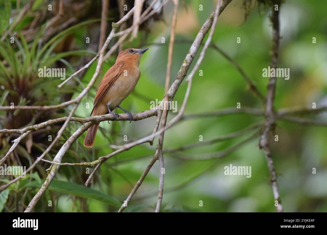 Cinnamon becard hi-res stock photography and images - Alamy