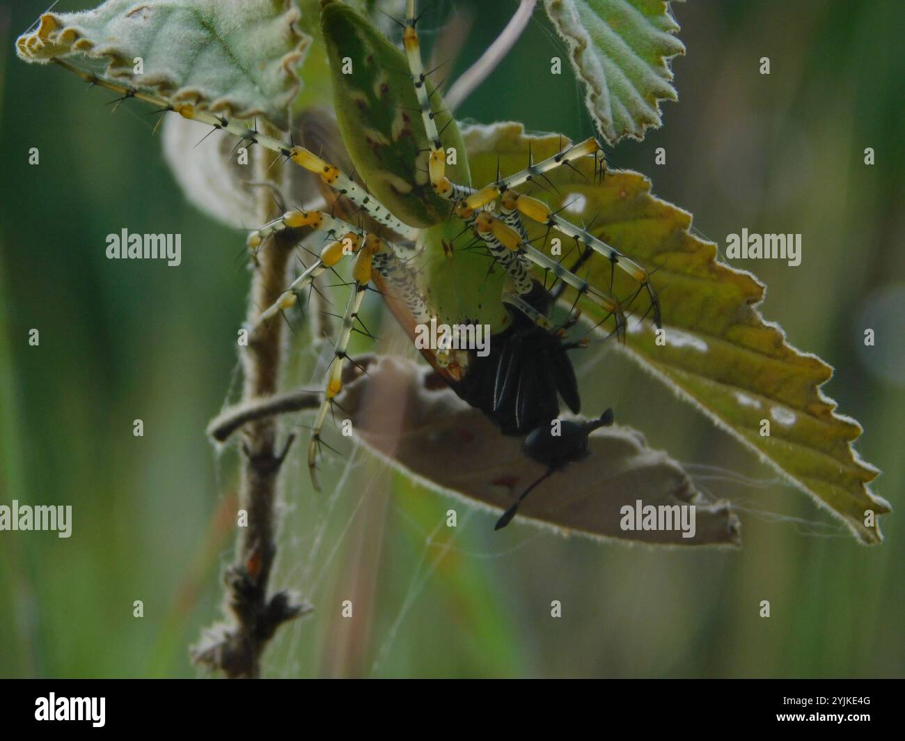 Mydas maculiventris hi-res stock photography and images - Alamy