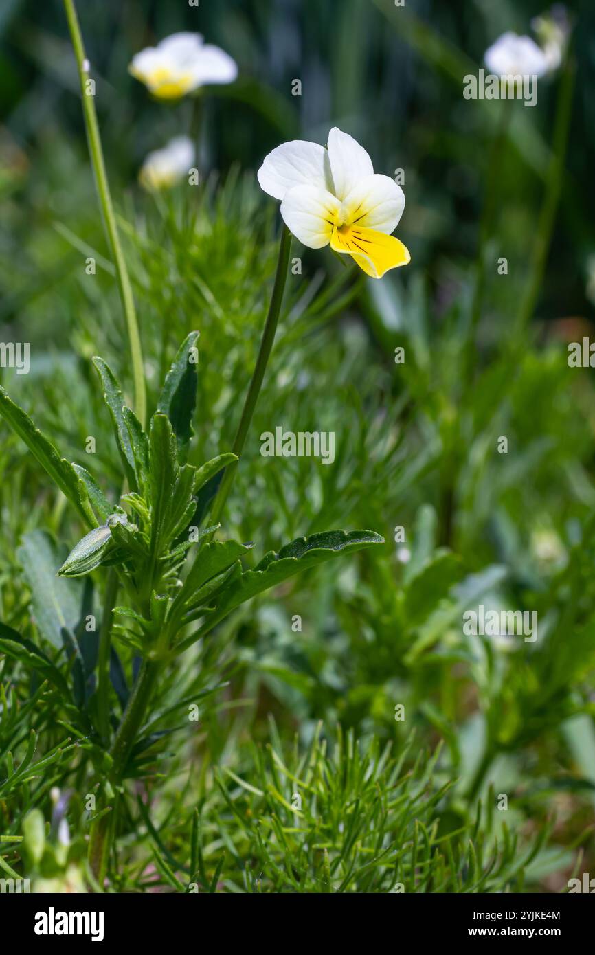 Viola arvensis is a species of violet known by the common name field ...